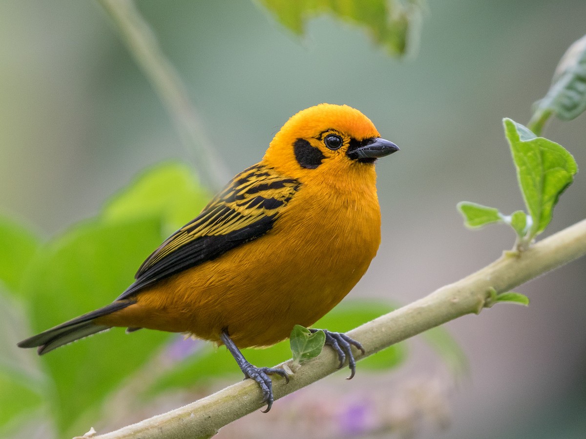 Golden Tanager - Tangara arthus - Birds of the World