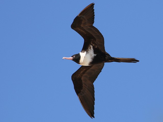 Photos - Lesser Frigatebird - Fregata ariel - Birds of the World