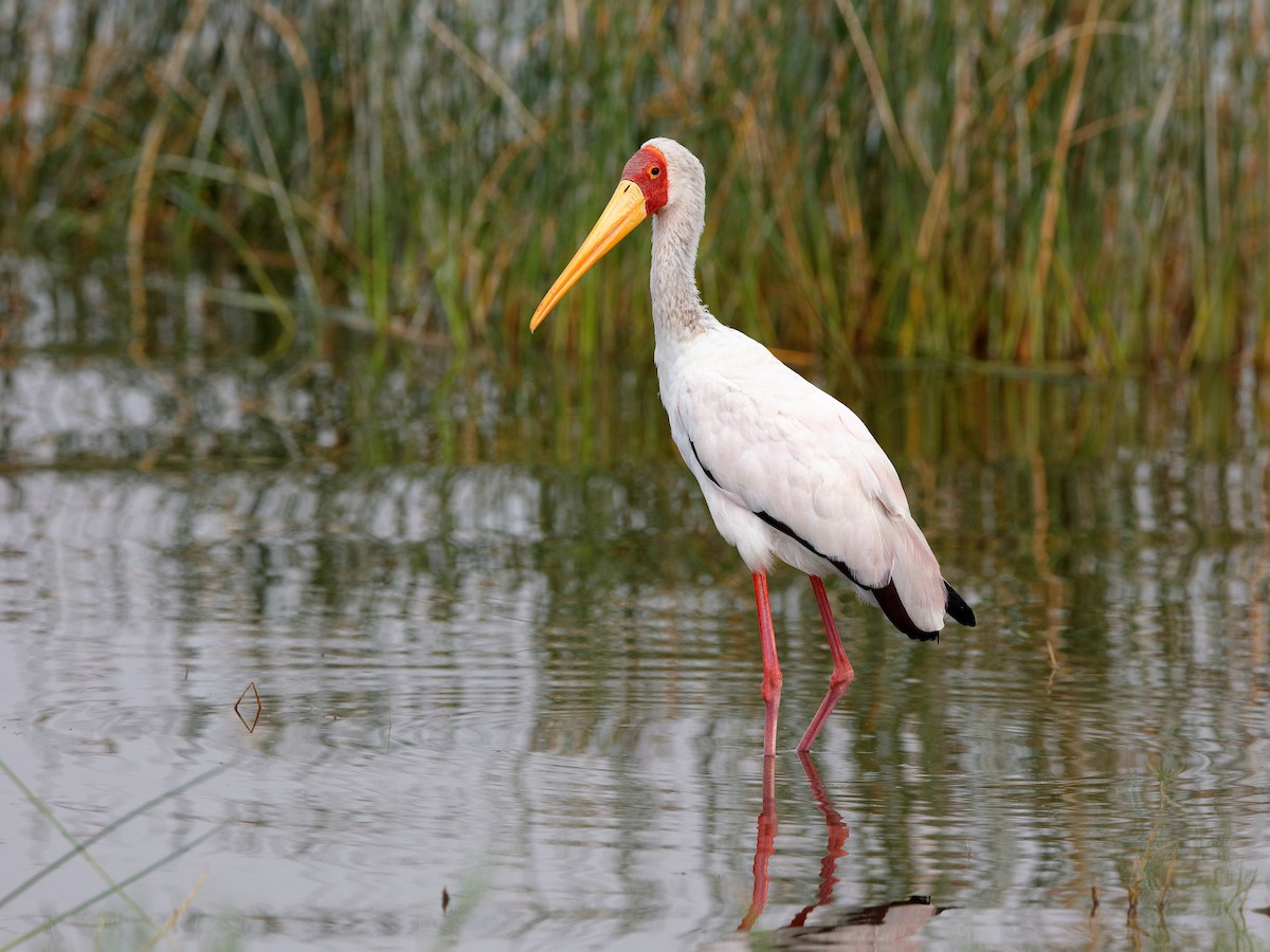 Yellow-billed Stork - Mycteria ibis - Birds of the World