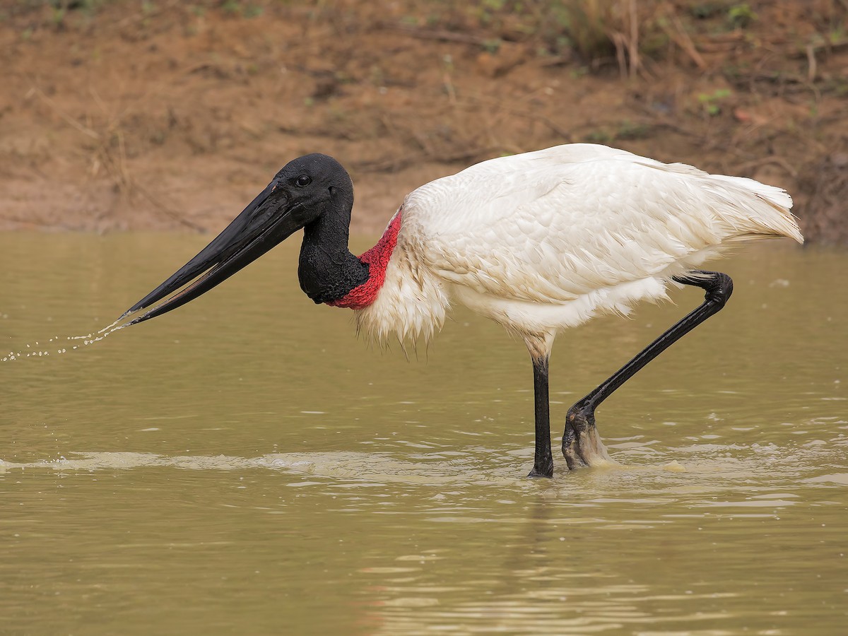 Jabiru - Jabiru mycteria - Birds of the World