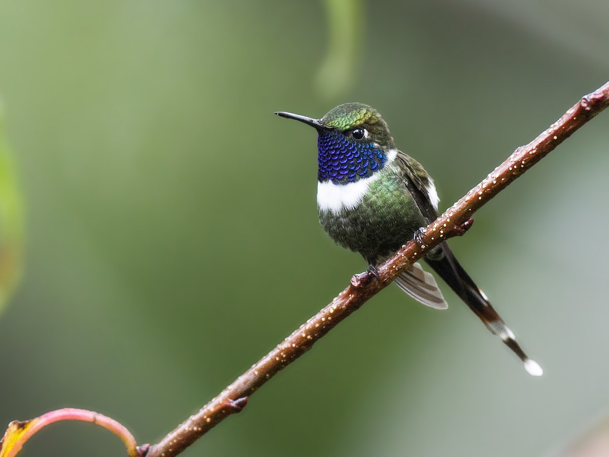 Sparkling-tailed Hummingbird - Tilmatura dupontii - Birds of the World