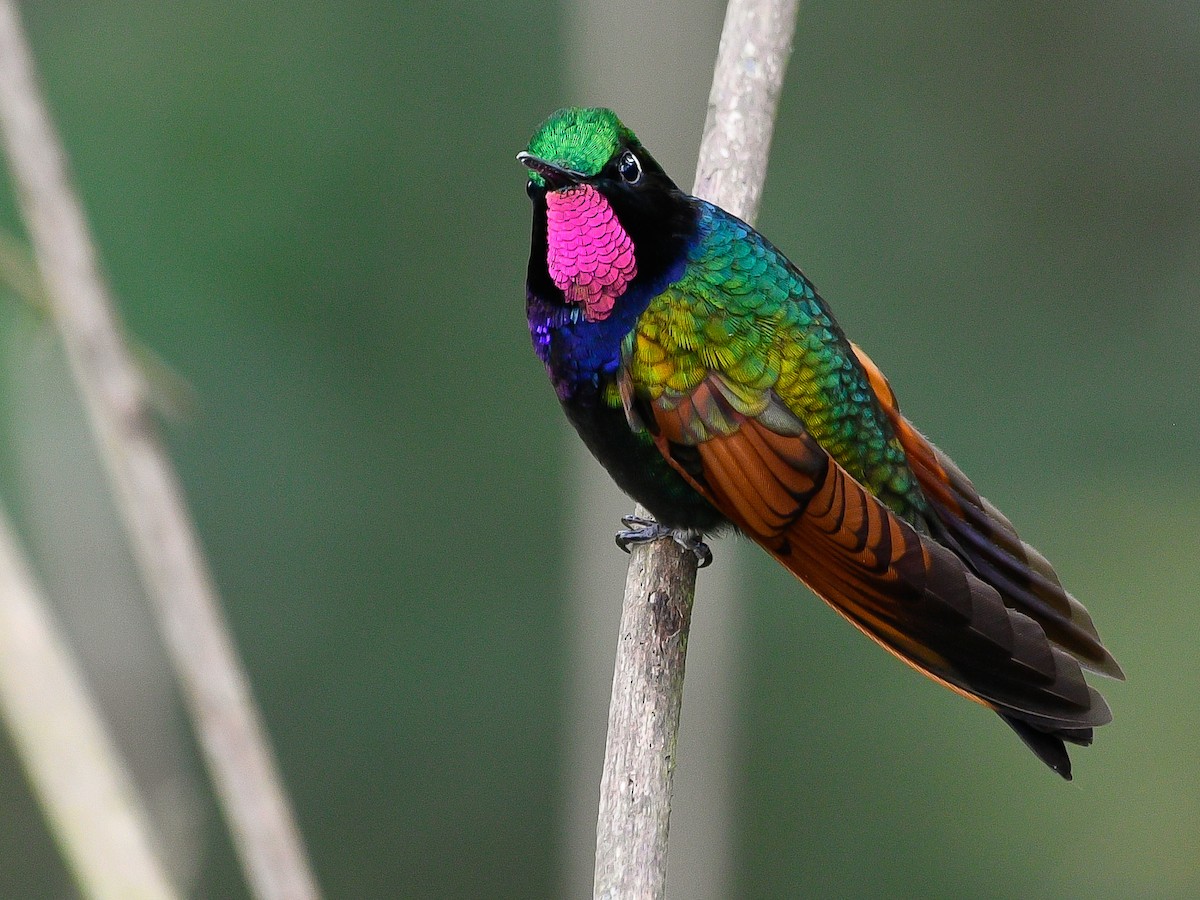 Garnet-throated Hummingbird - Lamprolaima rhami - Birds of the World