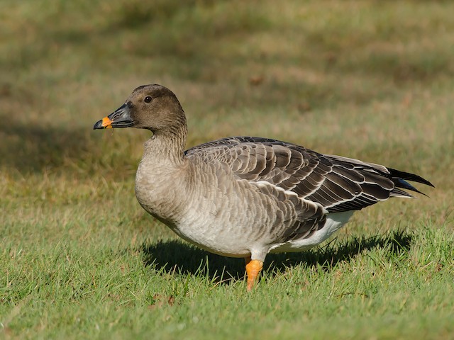 Tundra Bean Goose
