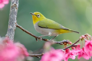Swinhoe's White-eye - Zosterops simplex - Birds of the World