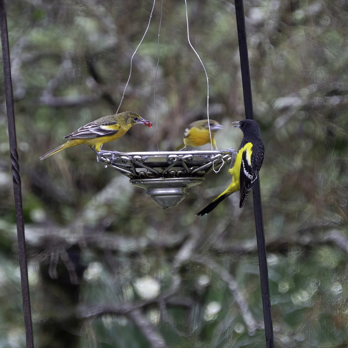 eBird Checklist - 18 Feb 2020 - Fountain Park--Wellston Trail - 23 species