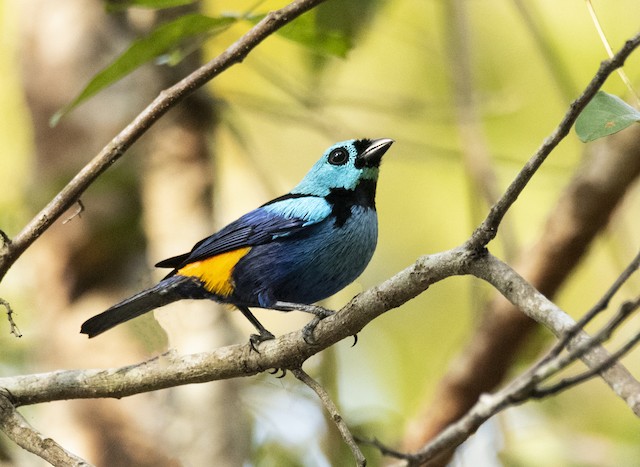 Seven Colored Tanager