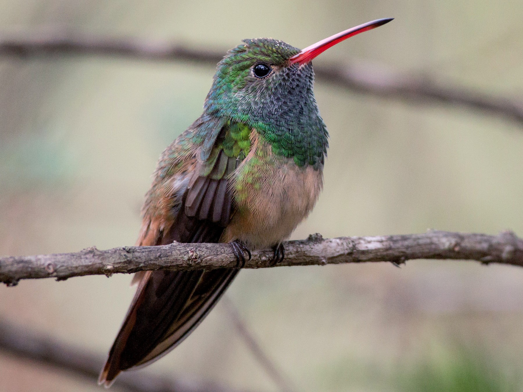 Buff-bellied Hummingbird - eBird