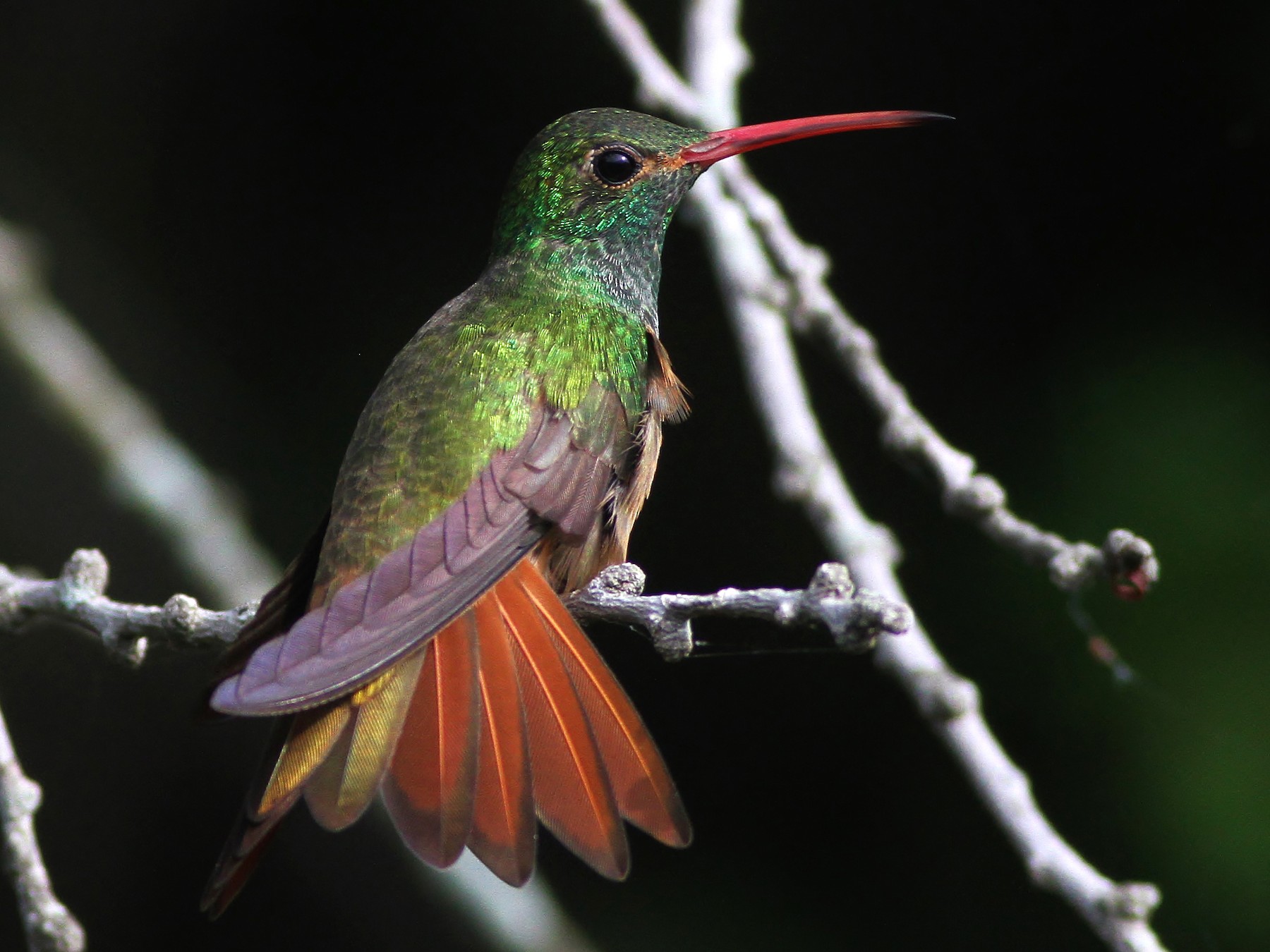 Buff-bellied Hummingbird - eBird