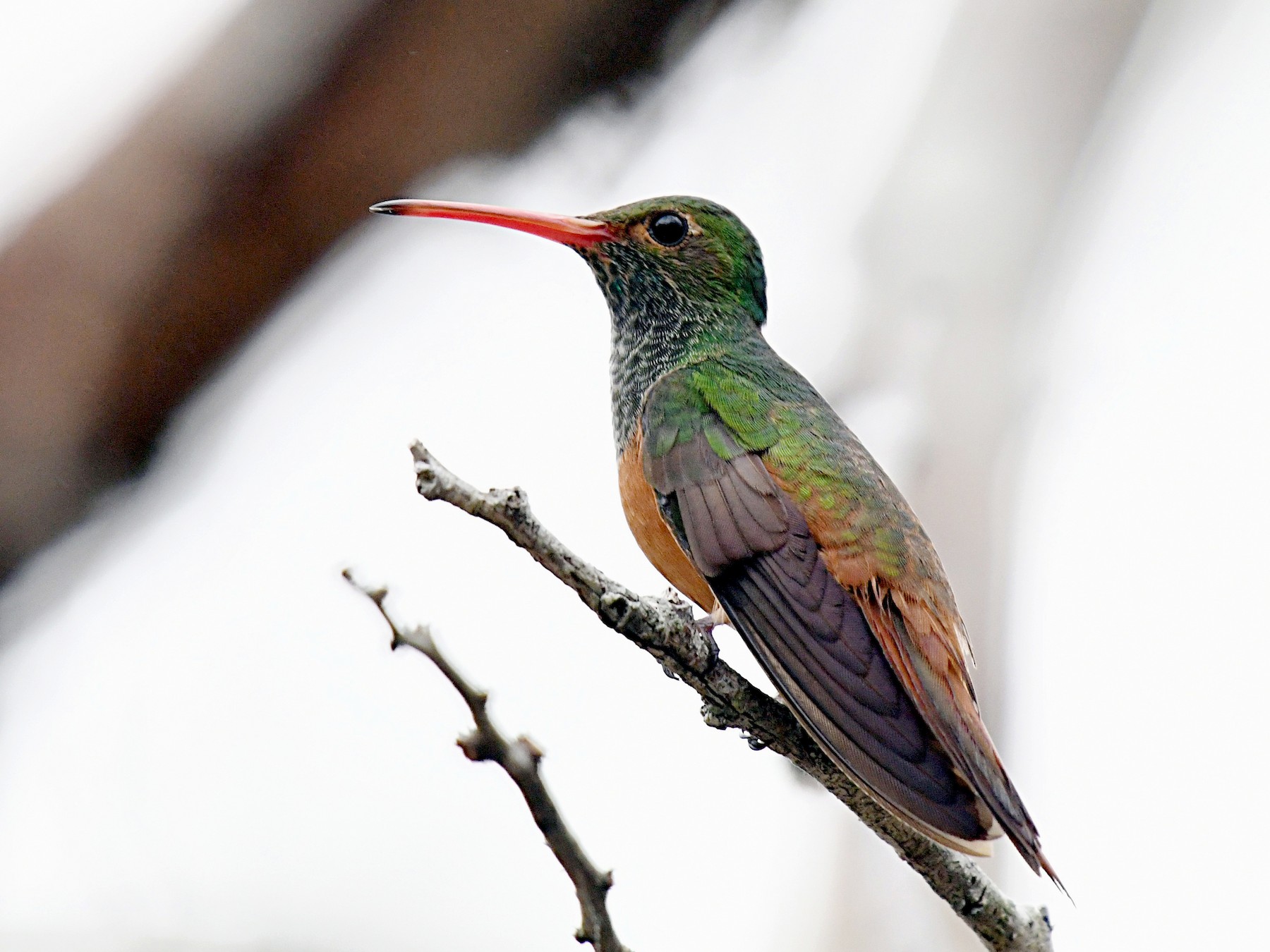 Buff-bellied Hummingbird - eBird