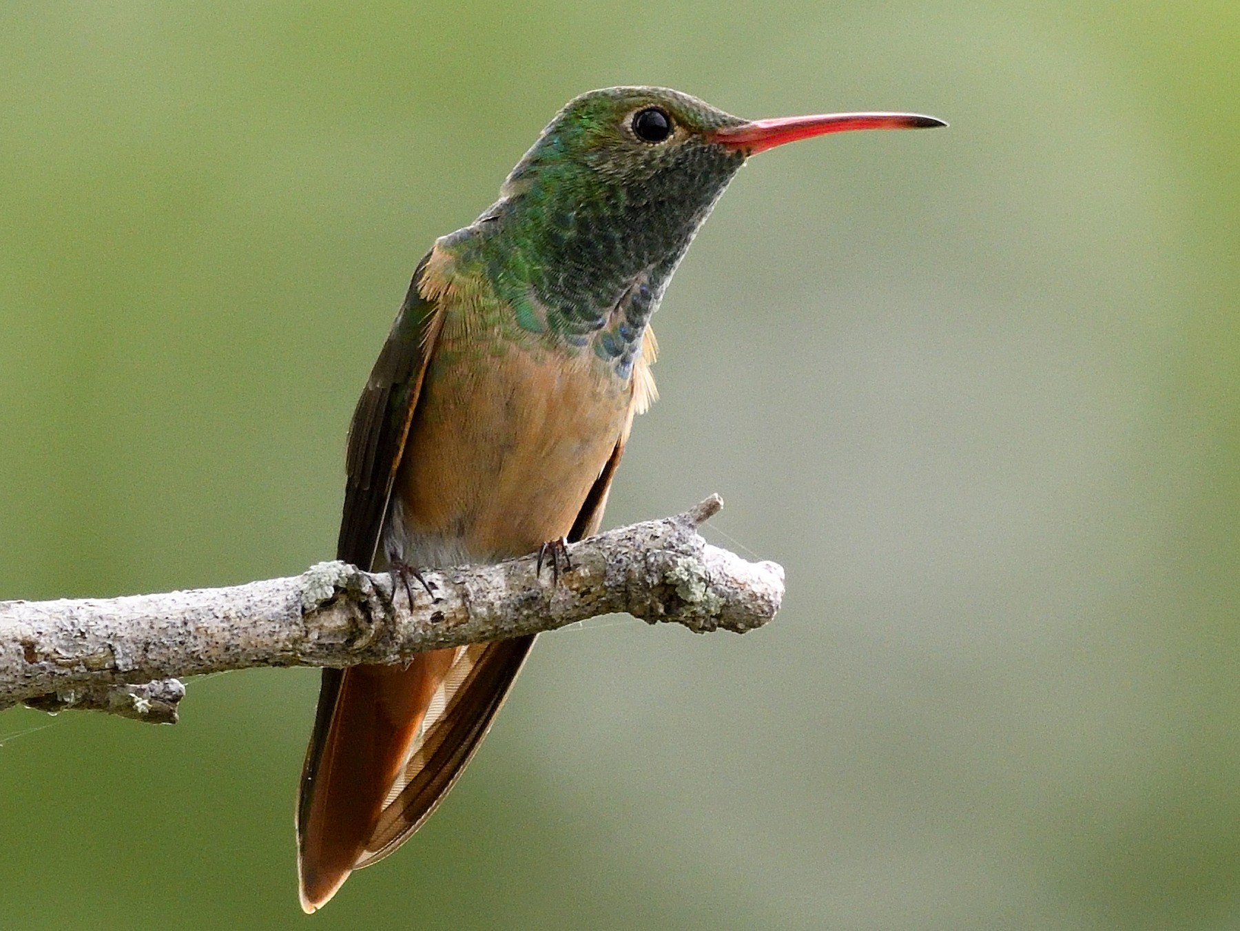 Buff-bellied Hummingbird - eBird
