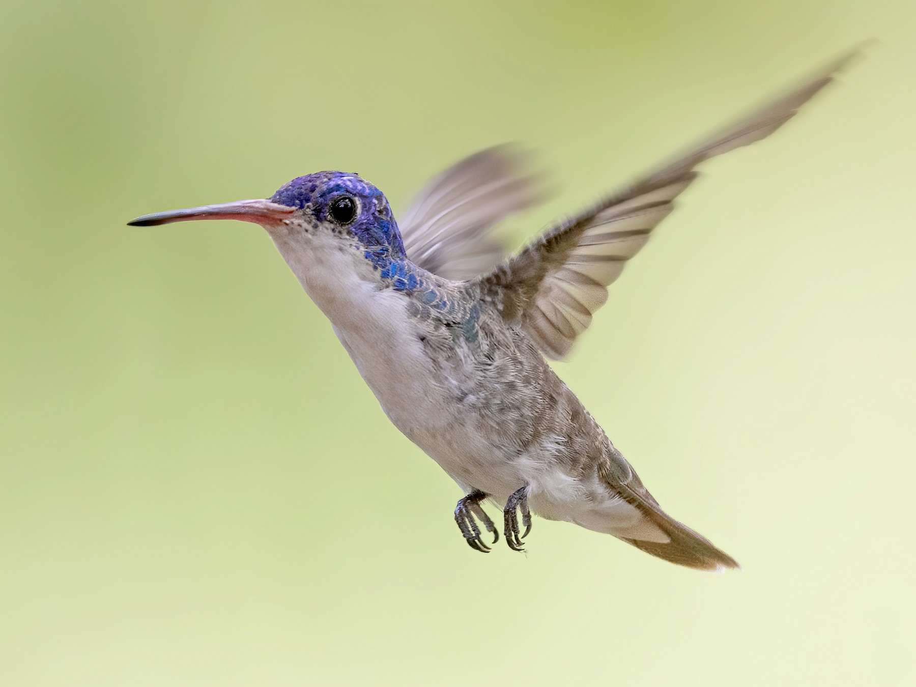 Violet-crowned Hummingbird - eBird