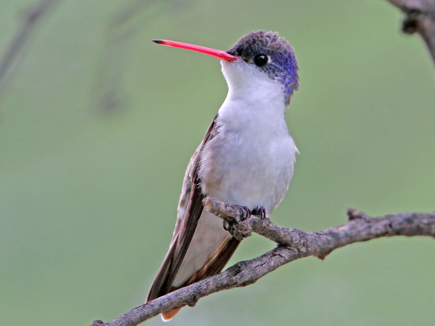 Violet-crowned Hummingbird - eBird