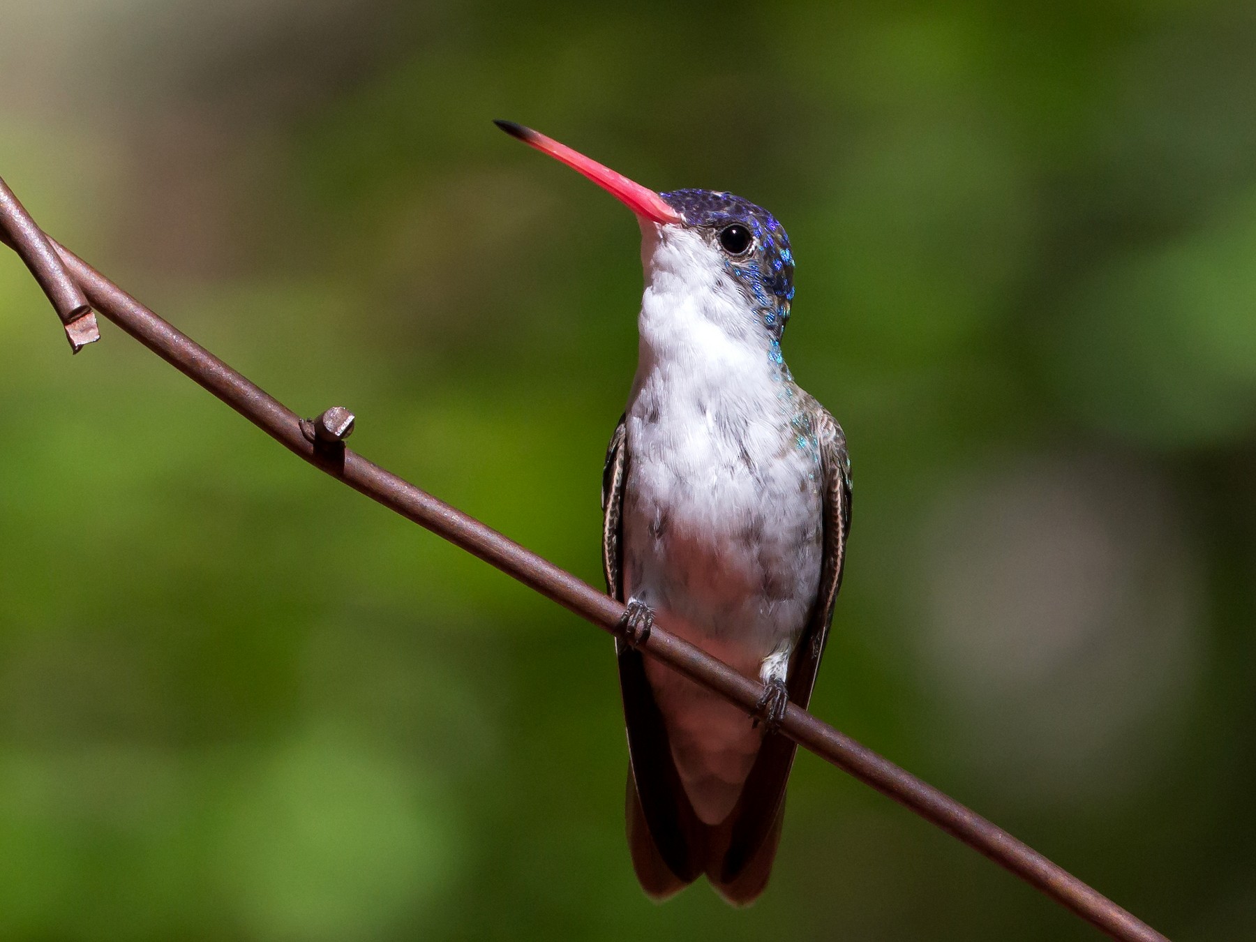 Violet-crowned Hummingbird - eBird