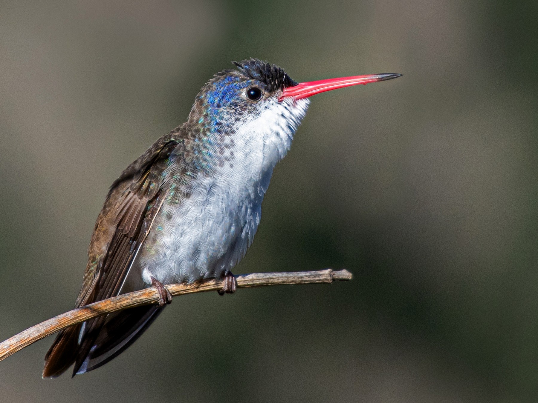 Violet-crowned Hummingbird - eBird