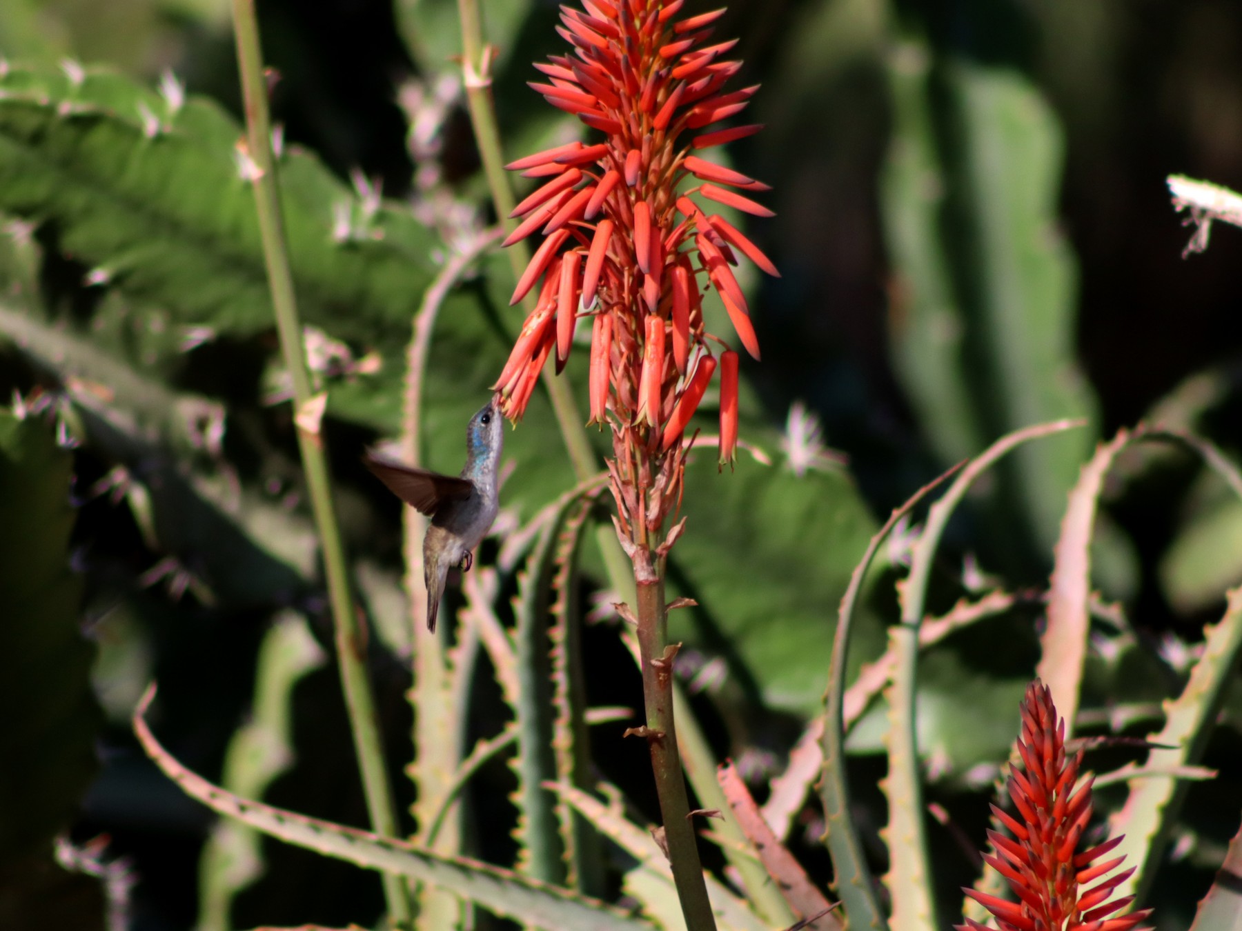 Colibrí Corona Violeta - eBird