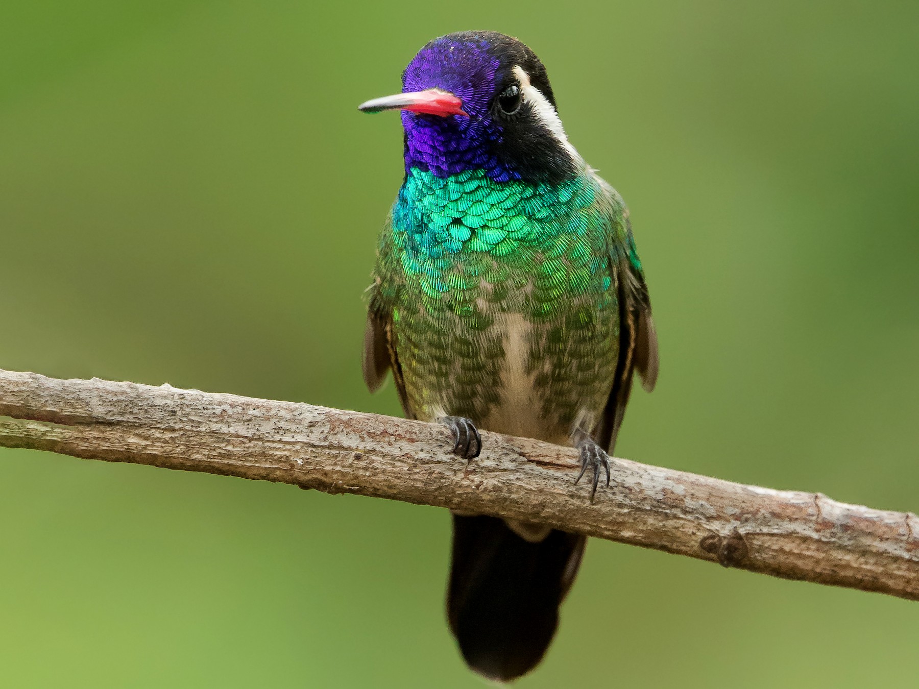 White Eared Hummingbird