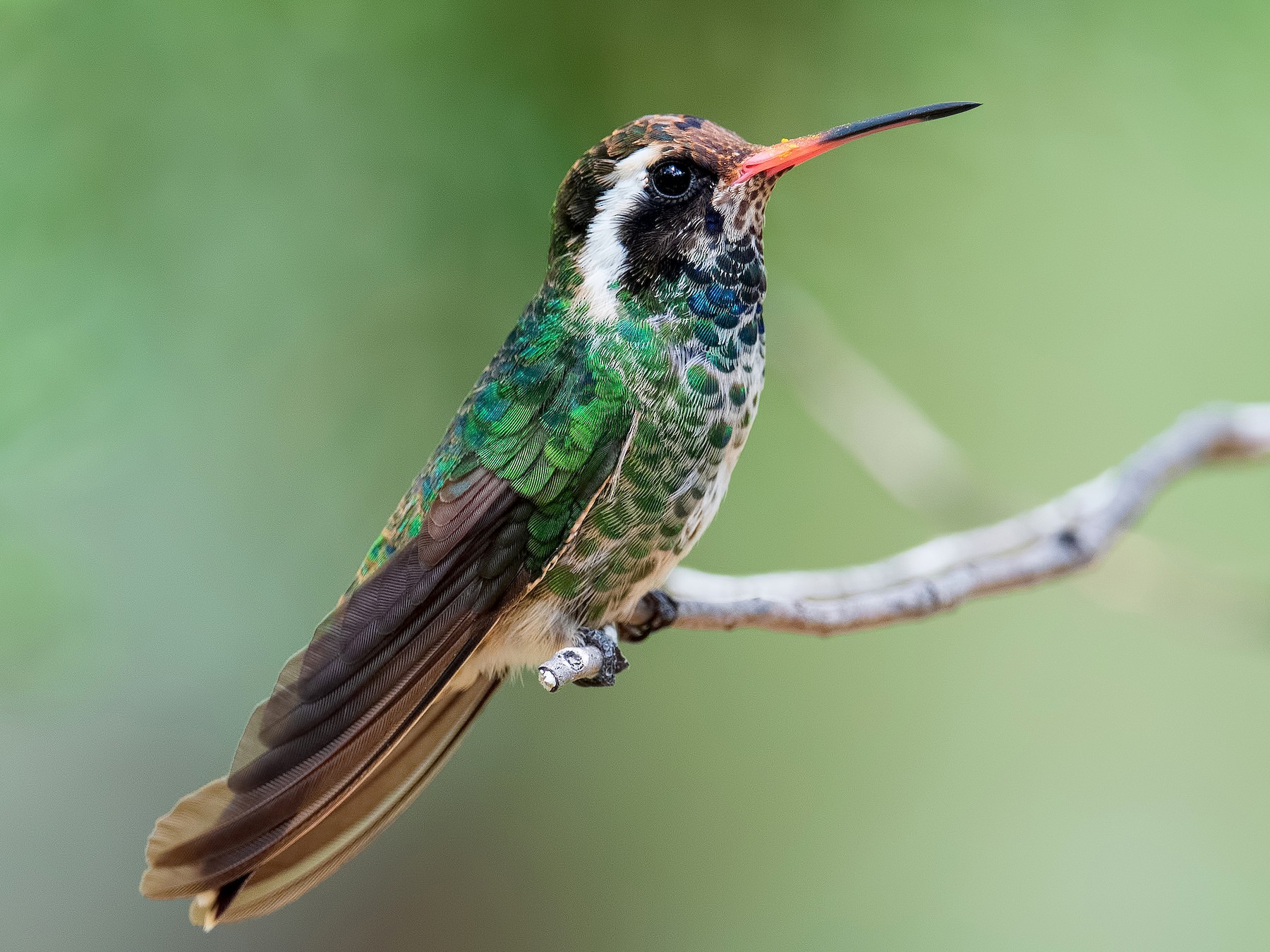 White Eared Hummingbird