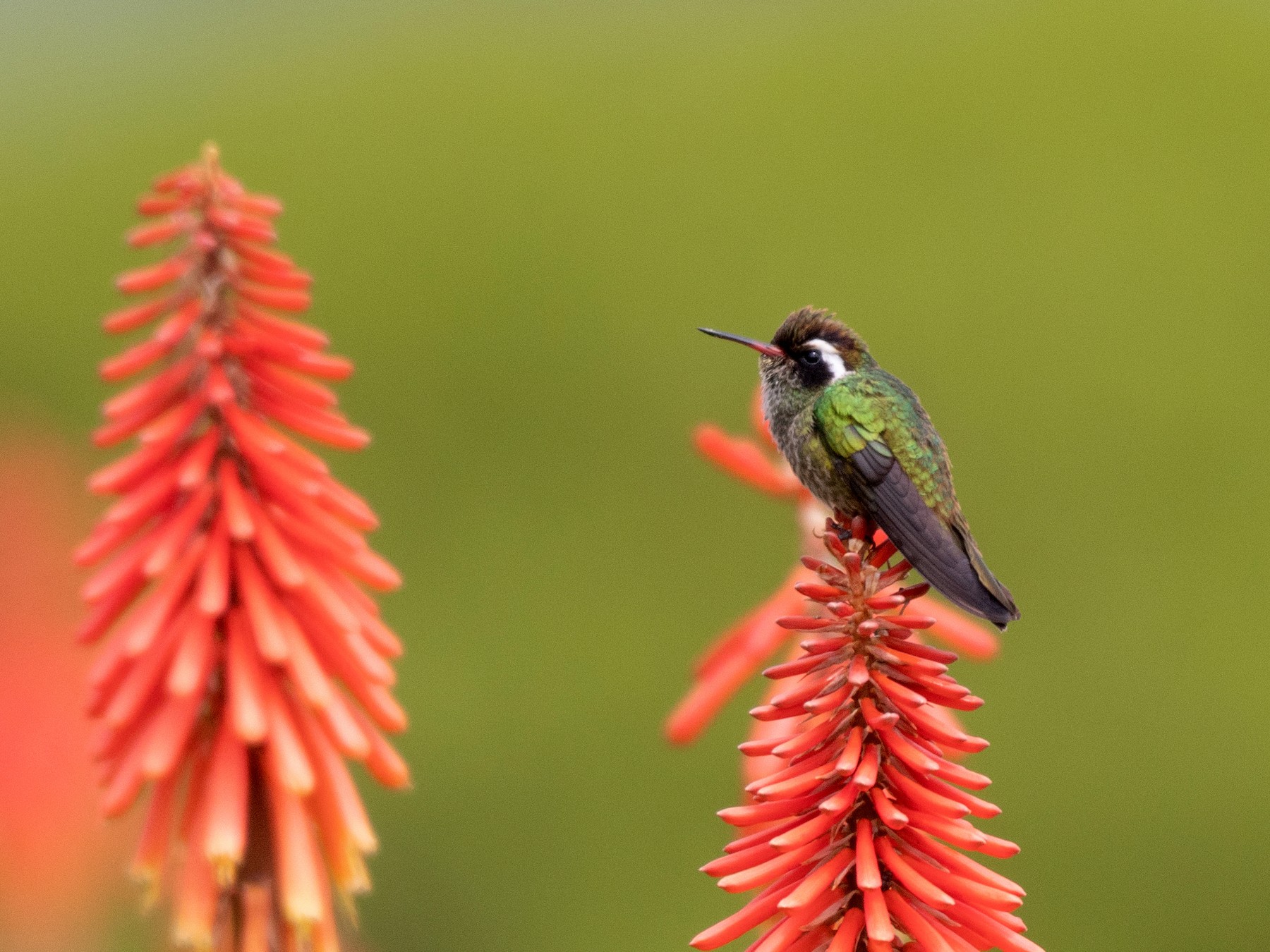 White Eared Hummingbird