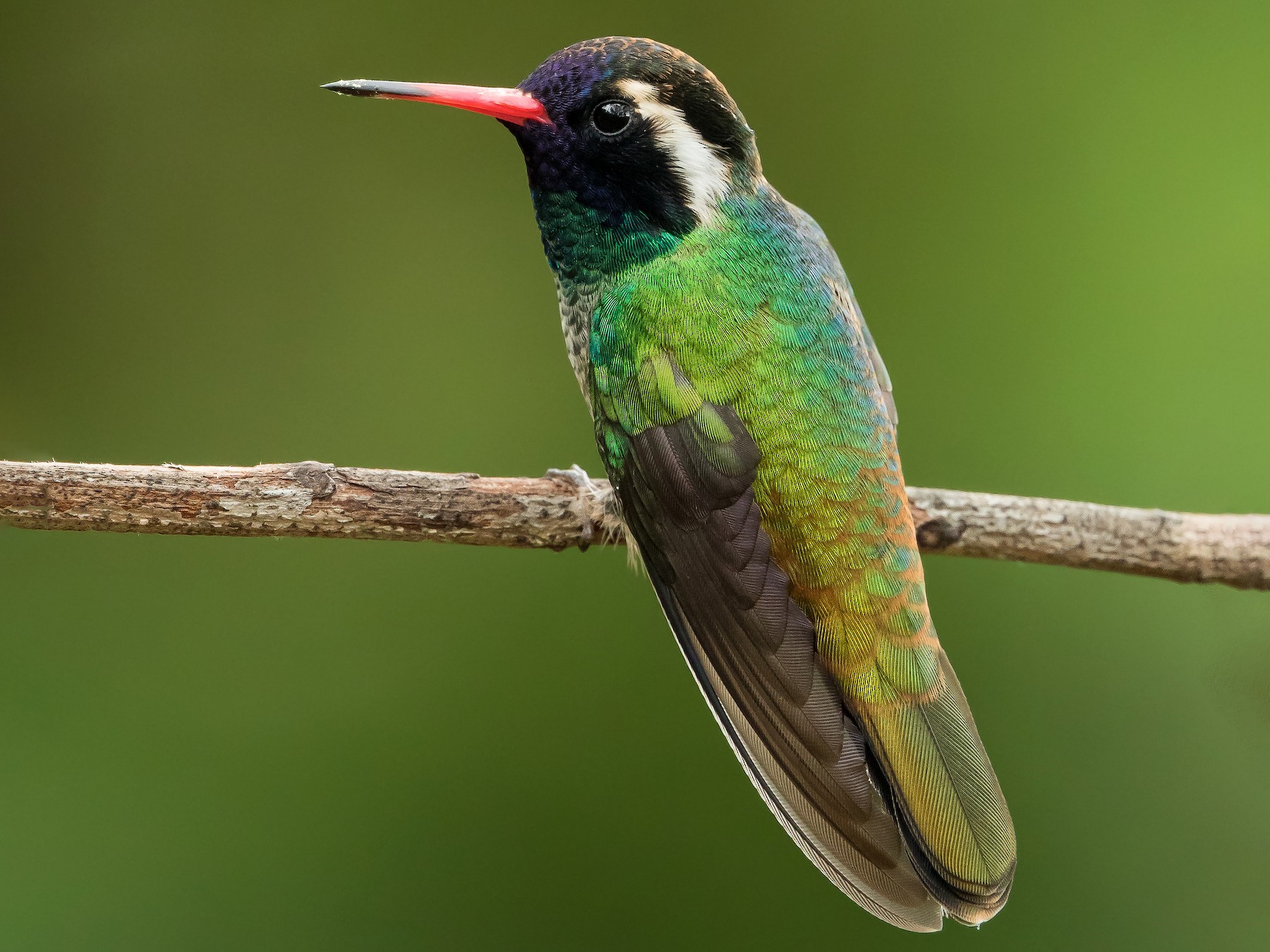 White-eared Hummingbird - eBird