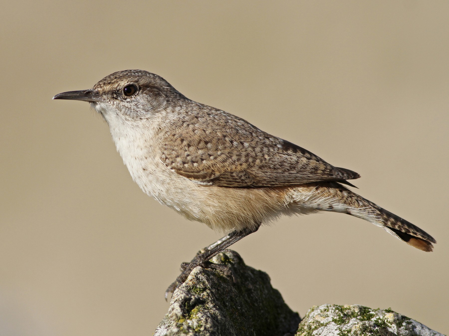Rock Wren - eBird