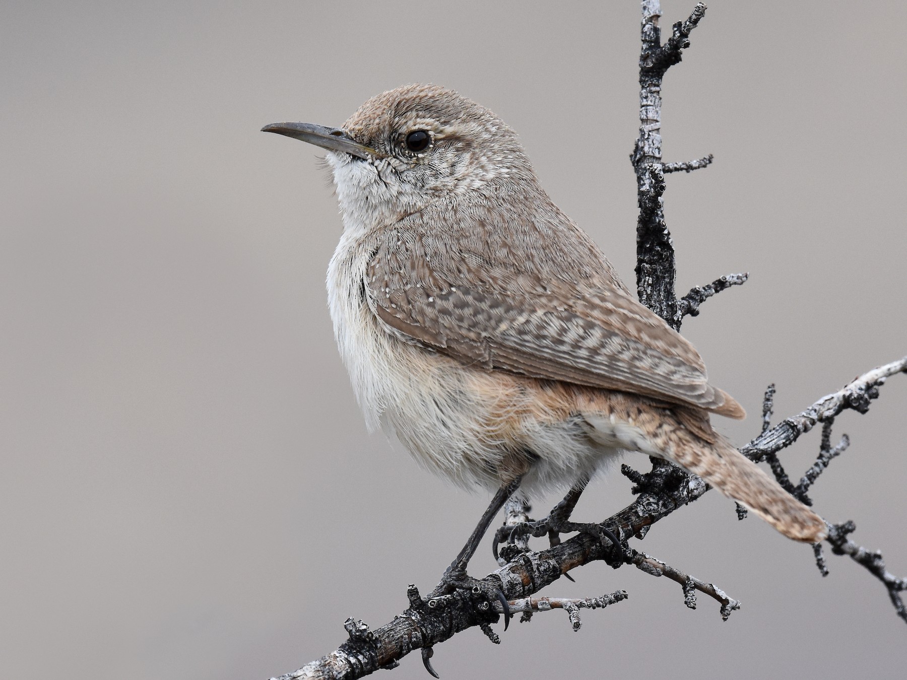 Rock Wren - eBird