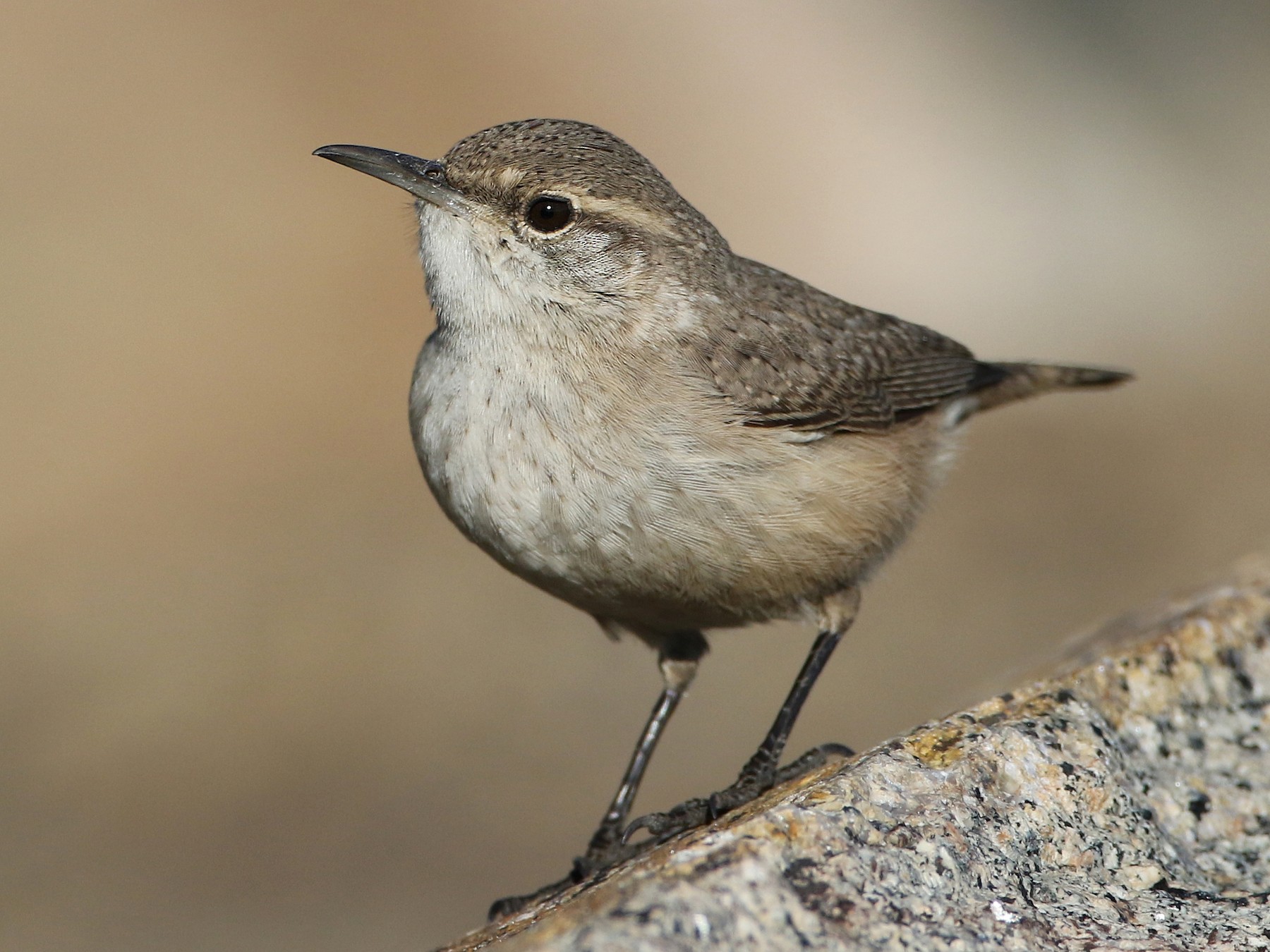 Rock Wren - eBird