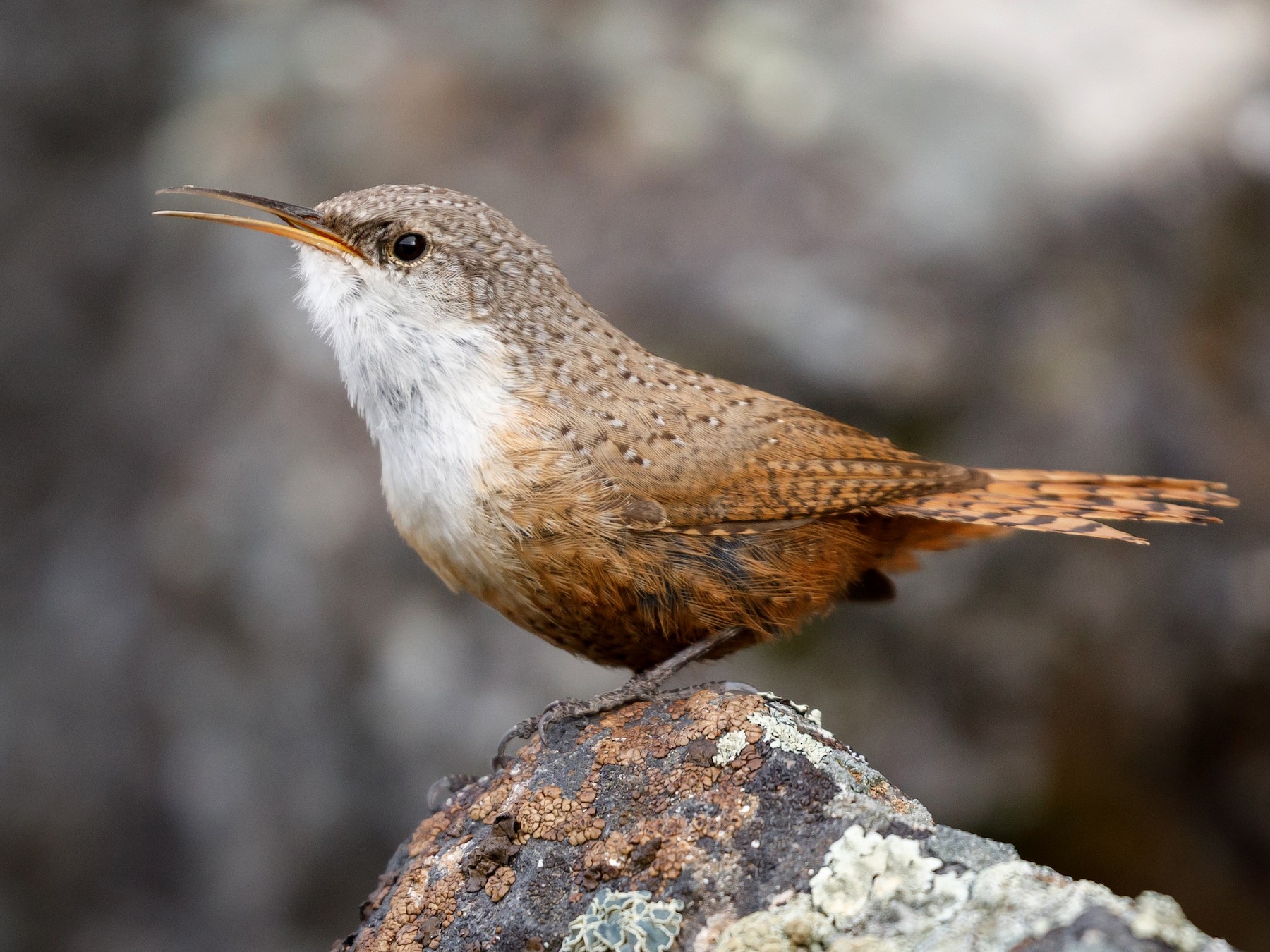 Canyon Wren - eBird