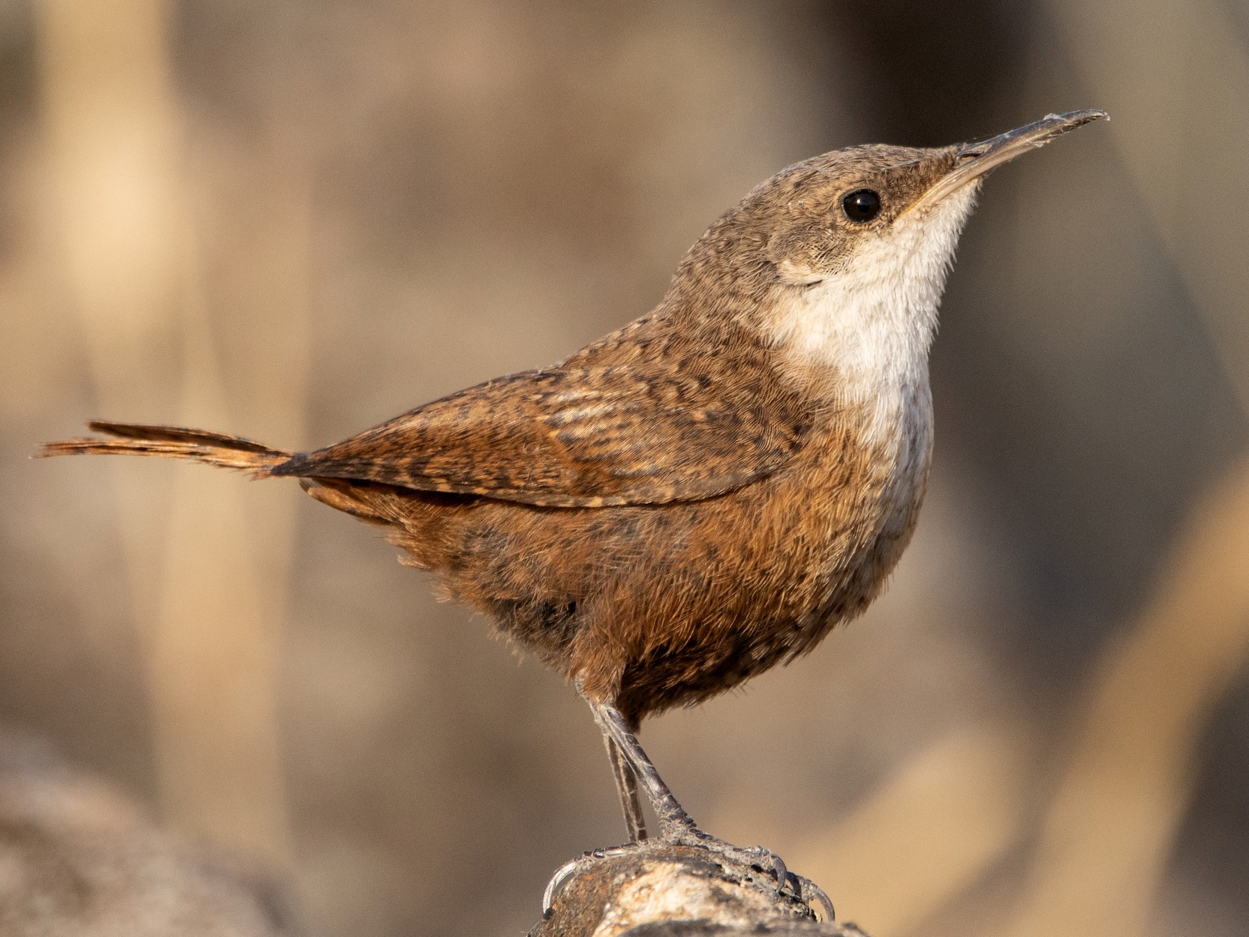 Canyon Wren - eBird