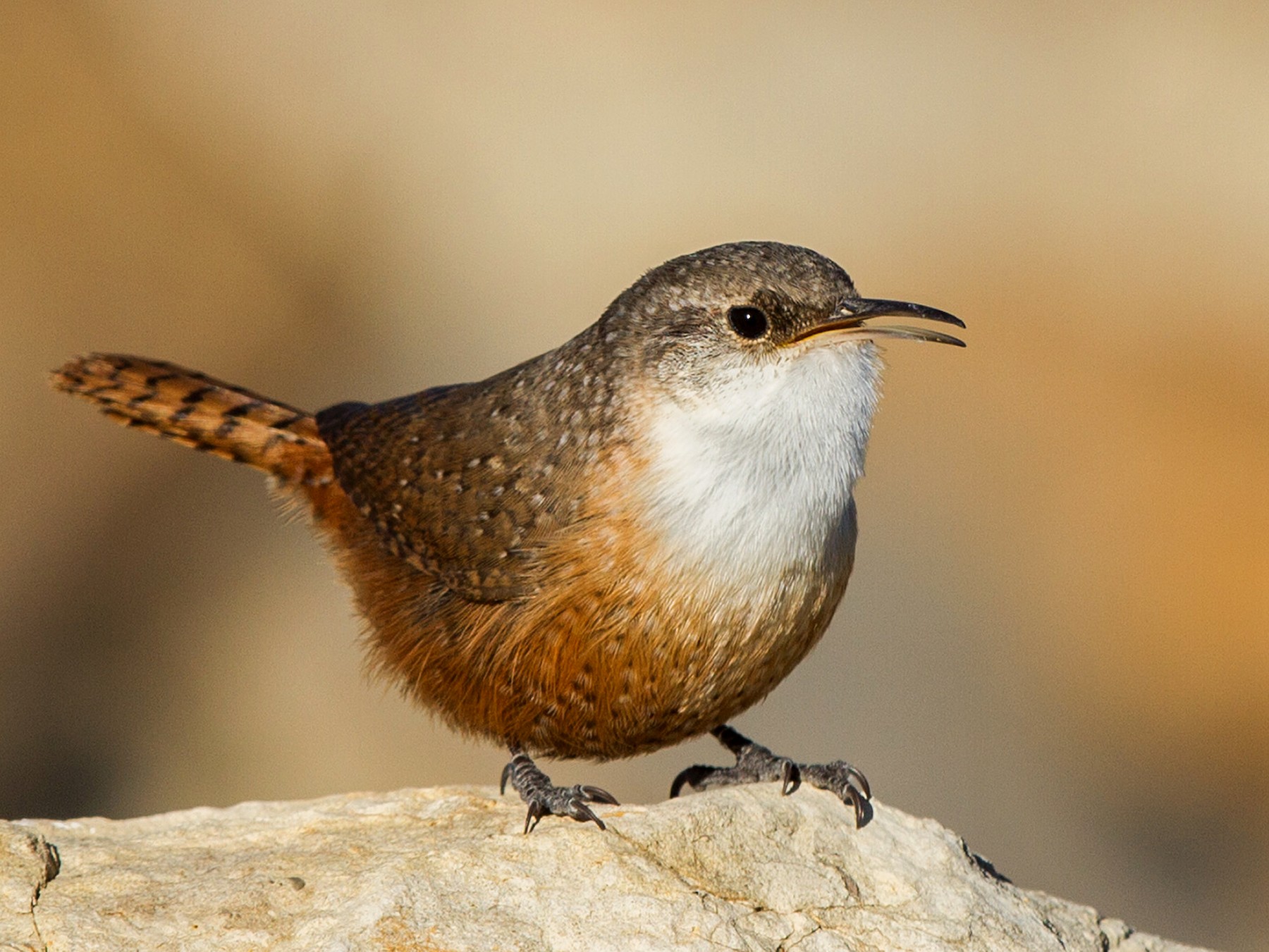 Cucarachero Barranquero - eBird