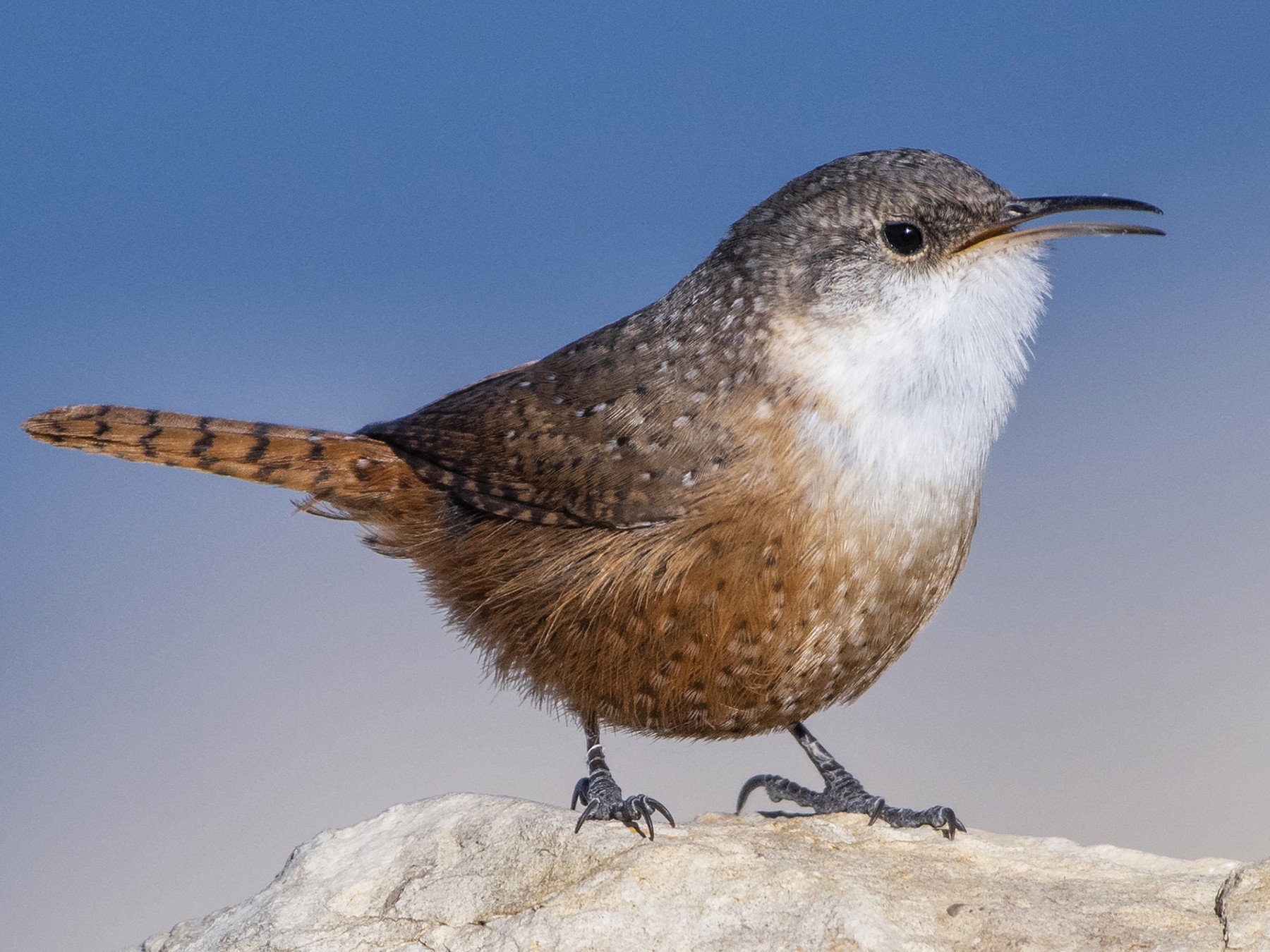 Canyon Wren - eBird