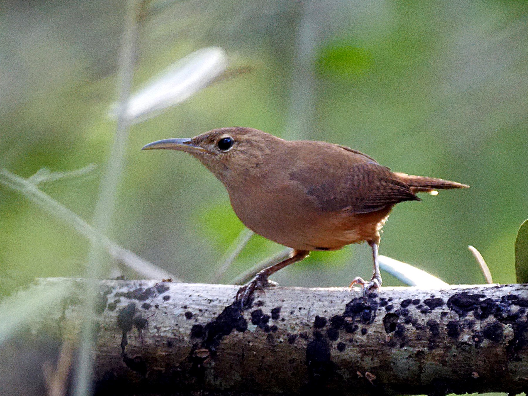 House Wren - eBird