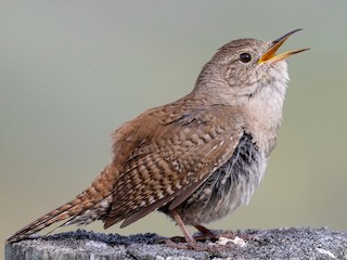Northern House Wren - Pennsylvania Bird Atlas