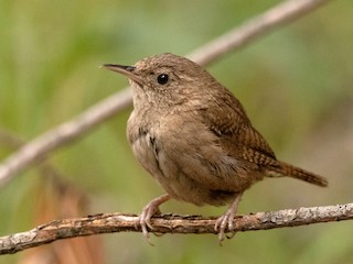 Northern House Wren - eBird