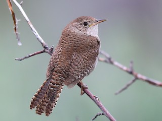 Northern House Wren - Pennsylvania Bird Atlas
