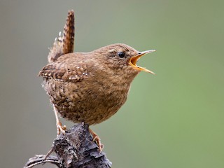 Pacific Wren - eBird