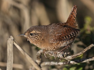 Pacific Wren - eBird