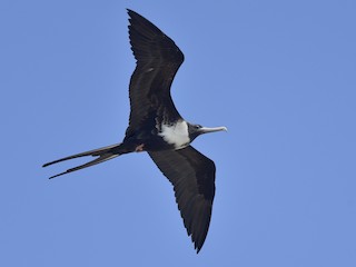 Fragata Magnífica - eBird