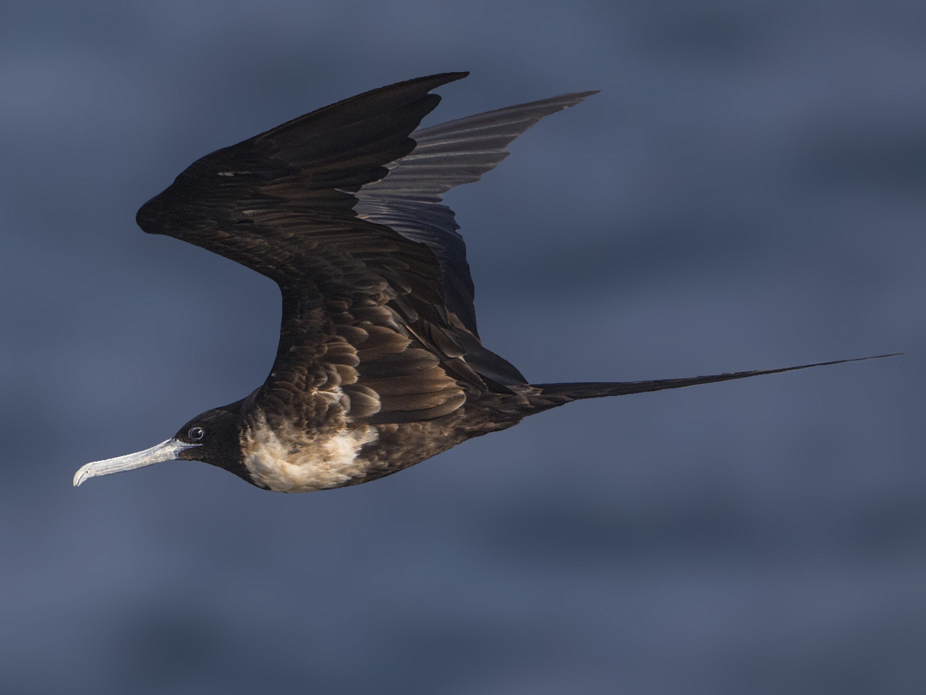 Magnificent Frigatebird - eBird