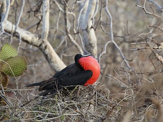 Fragata Magnífica - eBird