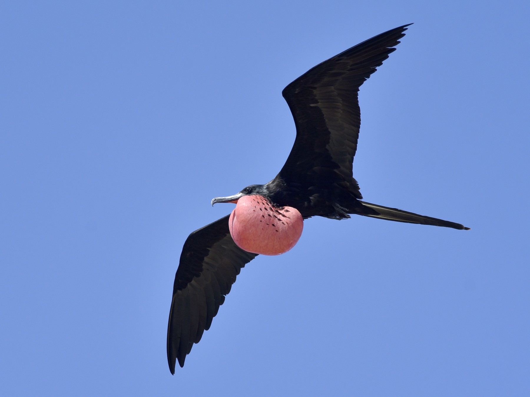 Magnificent Frigatebird