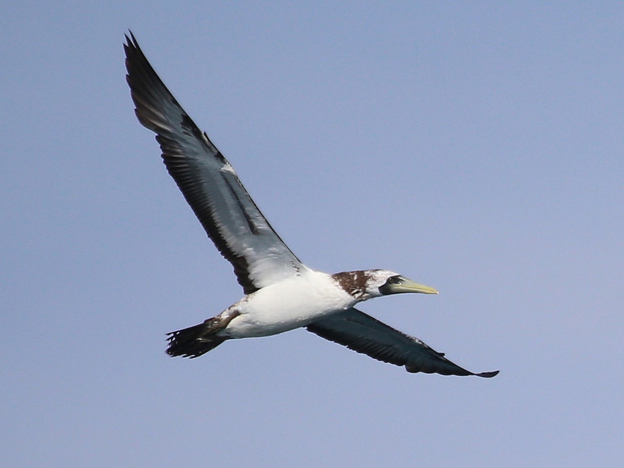 Masked Booby - eBird