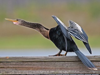 Anhinga - eBird