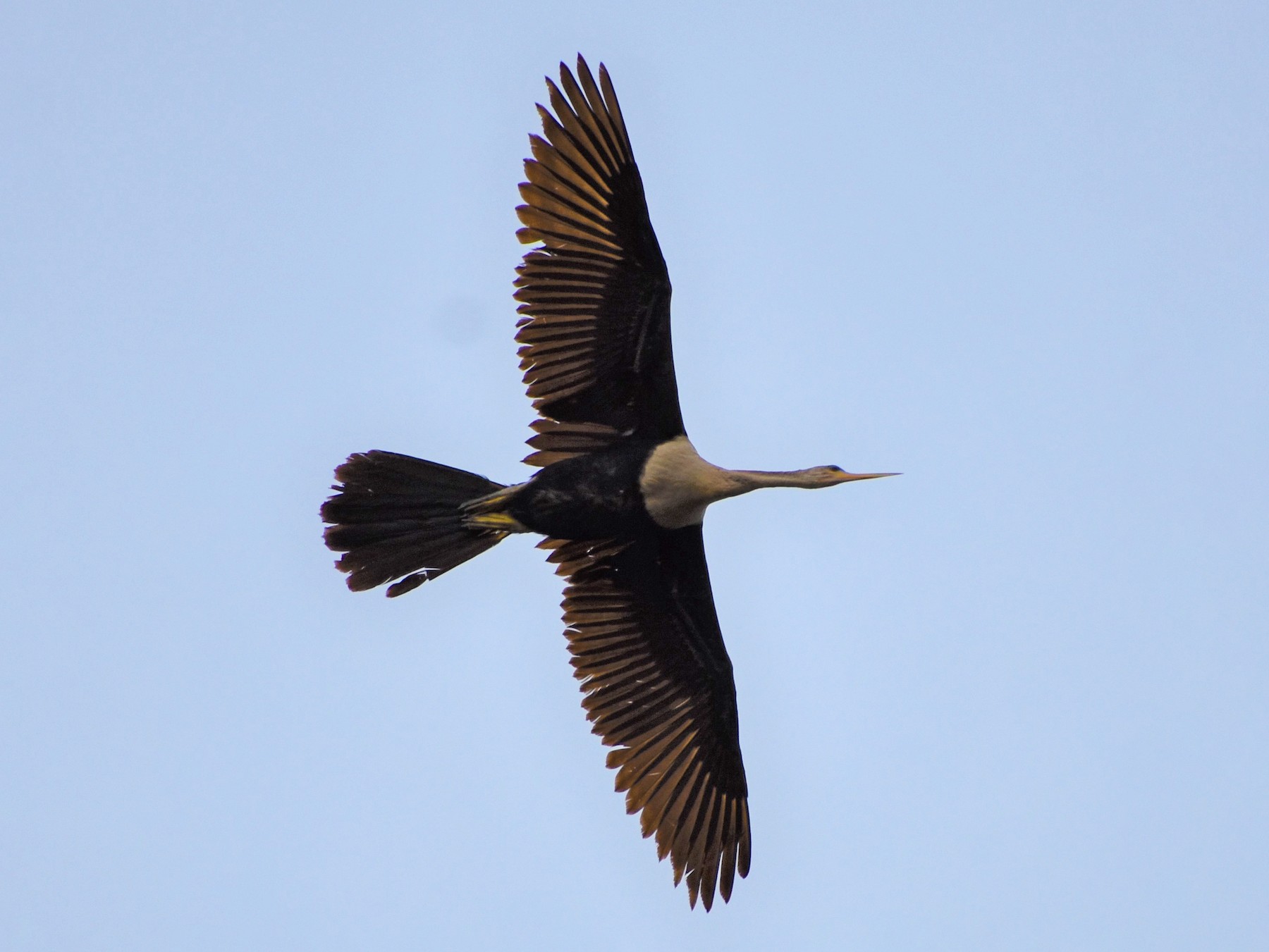 Anhinga - eBird