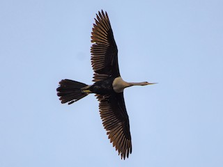 Anhinga - eBird