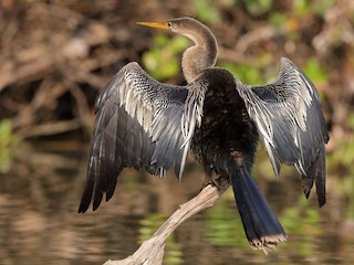 Anhinga - eBird