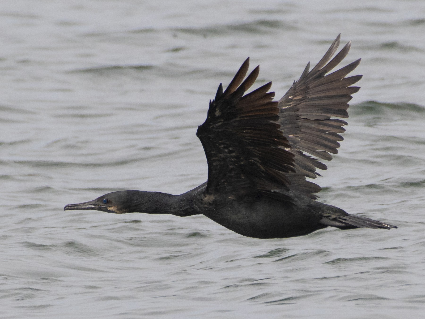 Brandt's Cormorant - eBird