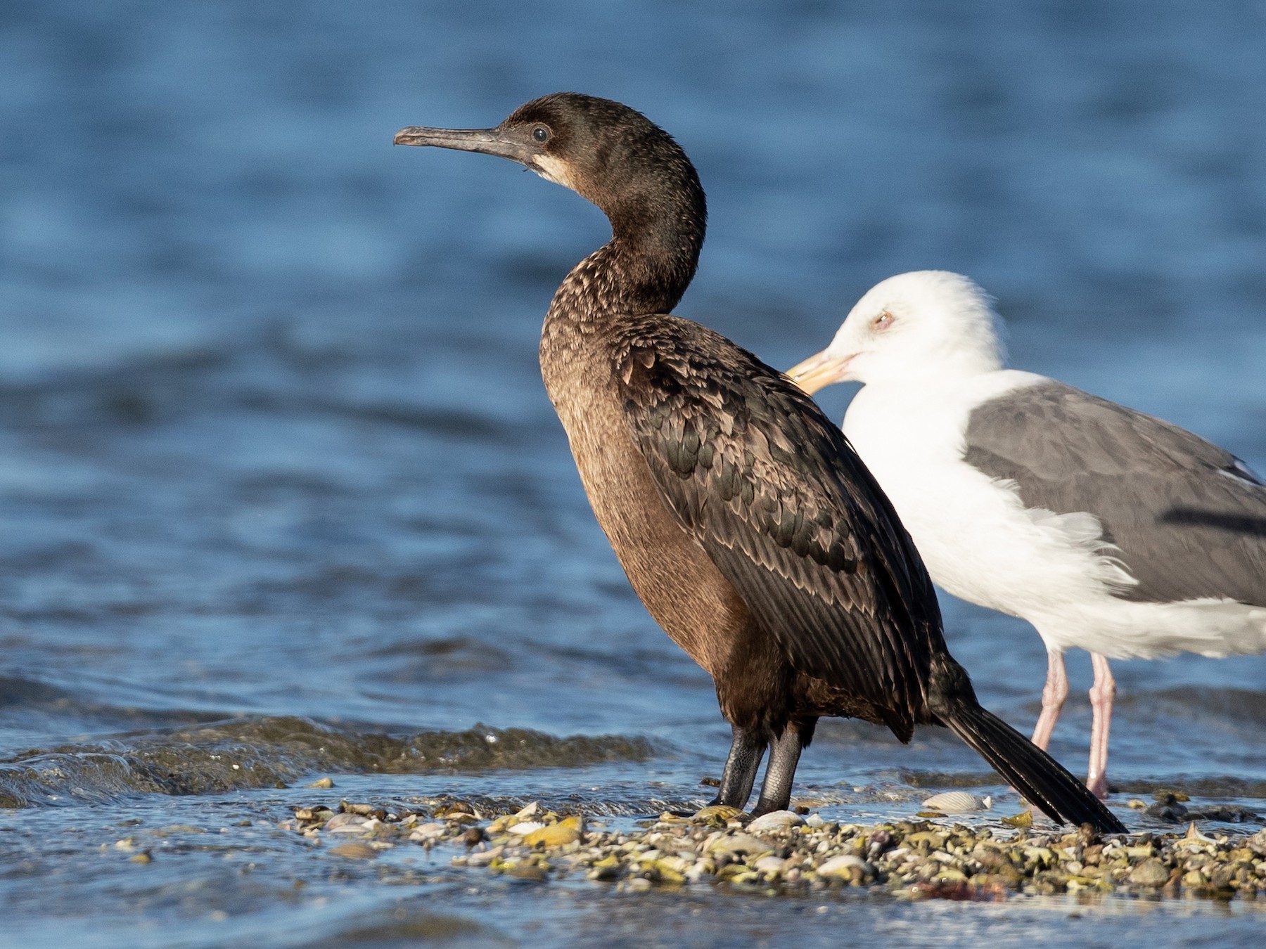 Brandt's Cormorant - eBird
