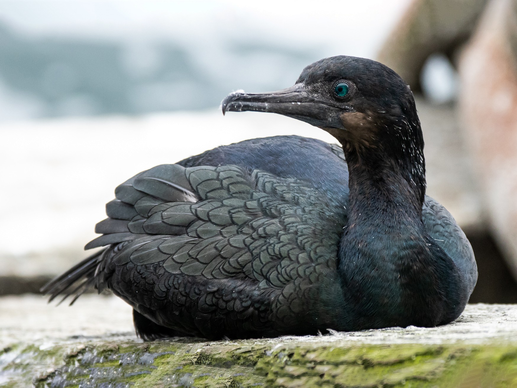 Brandt's Cormorant - eBird