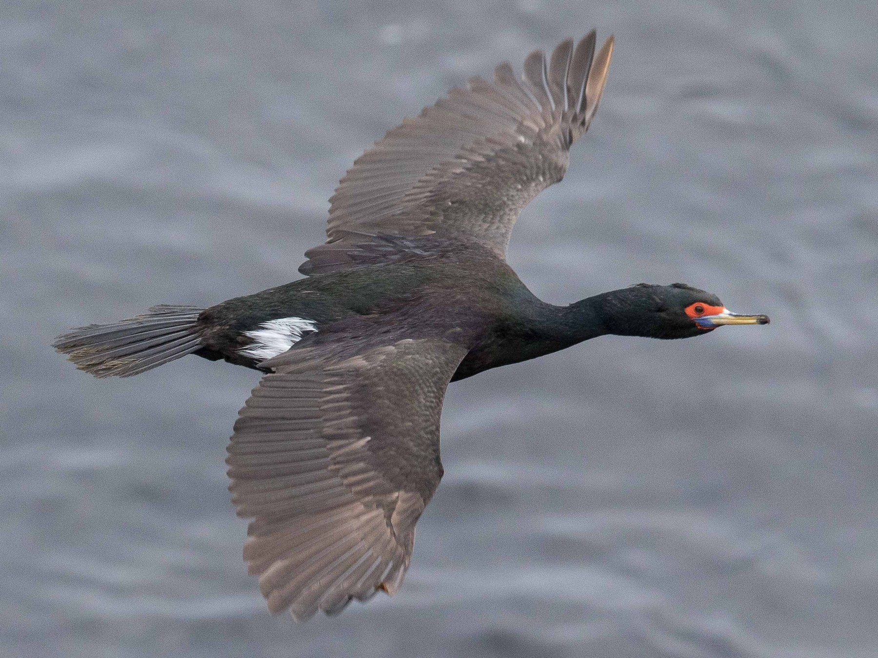 Red-faced Cormorant - eBird