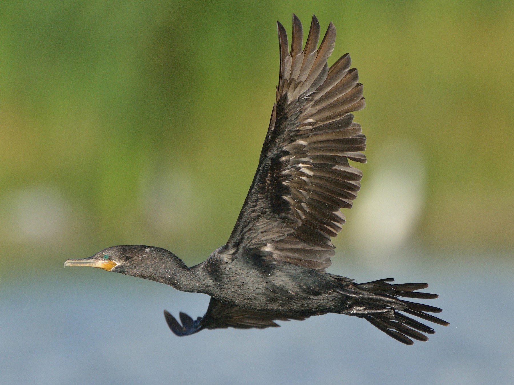 Neotropic Cormorant Vs Double Crested Cormorant